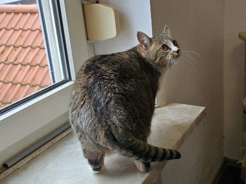 Nessy - Tiere in Not Saar e.V.