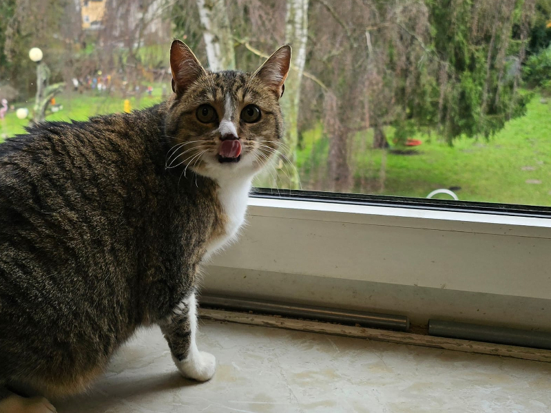 Nessy - Tiere in Not Saar e.V.